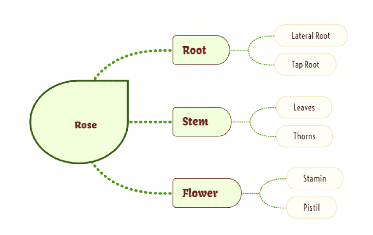 What is a thinking map? Types and Examples