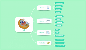 Brace maps - Thinking maps - All about this Learning Tool