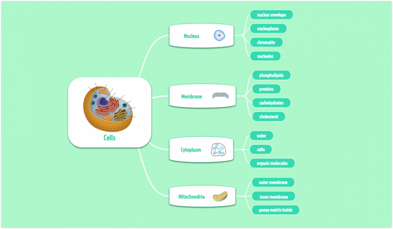 Brace maps - Thinking maps - All about this Learning Tool