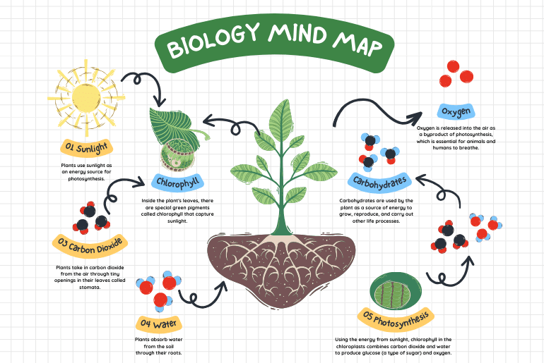 Biology Mind Maps Revolutionizing Visual Learning Biology Mind Maps Revolutionizing Visual Learning