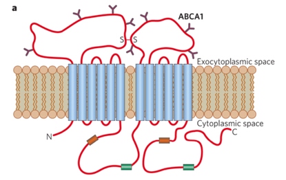 S2016 Final Concept Map - Mind Map