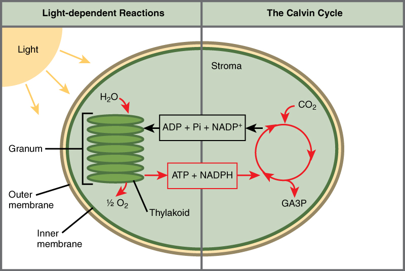 Cyclic And Noncyclic Photophosphorylation Concept Map