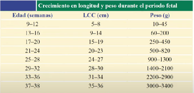 EL DESARROLLO FETAL - Mind Map