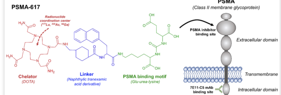 Lutetium lu 177 vipivotide tetraxetan (plu...- Mind Map