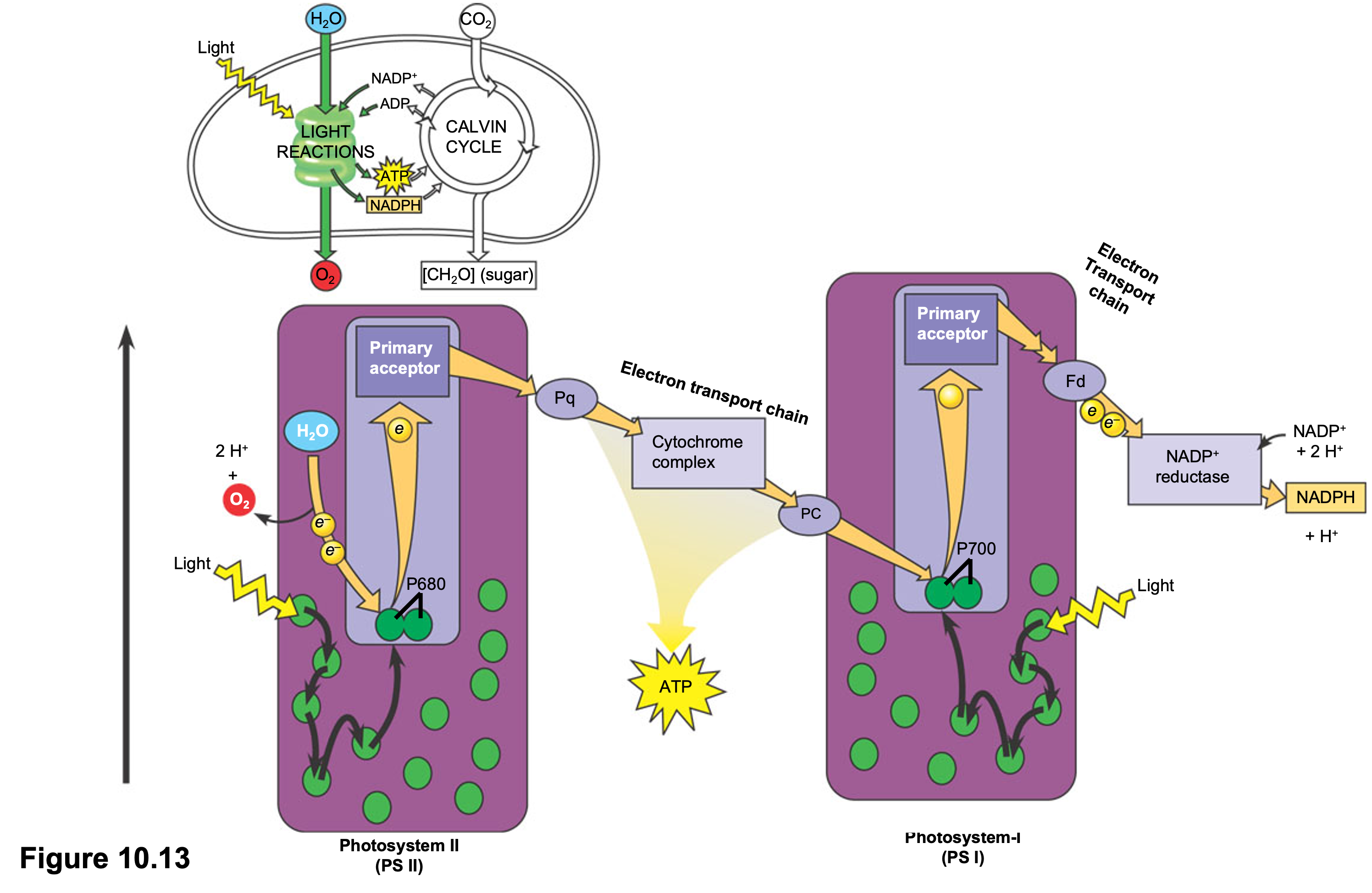 Cell Structures and Functions - Mind Map