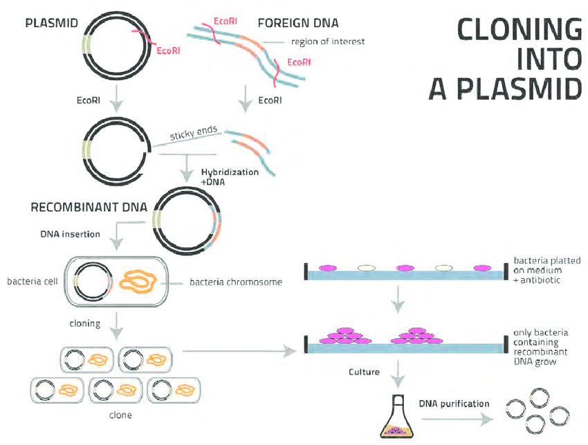 Biotechnology - Mind Map