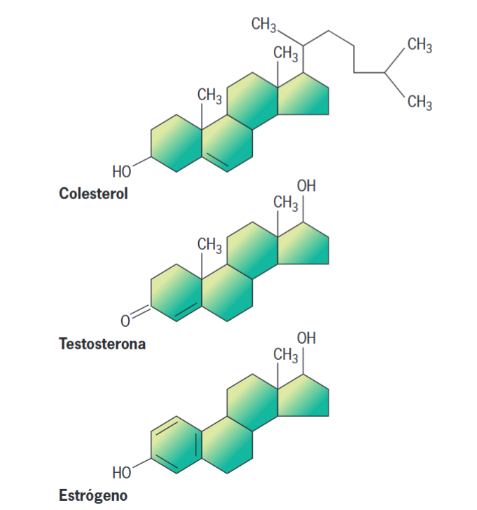 Lípidos Sencillos - Mind Map