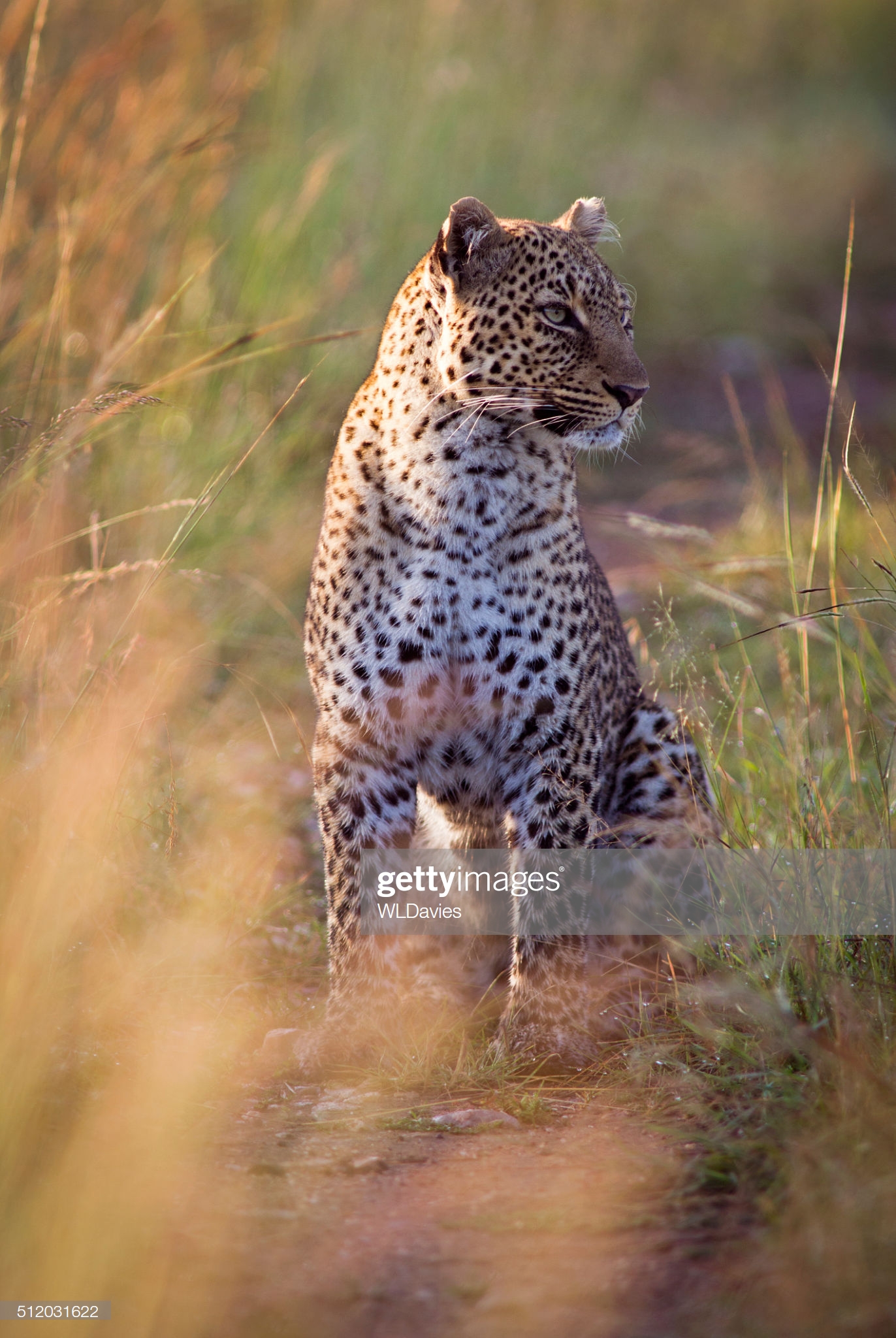 Trophy Hunting In Africa - Mind Map