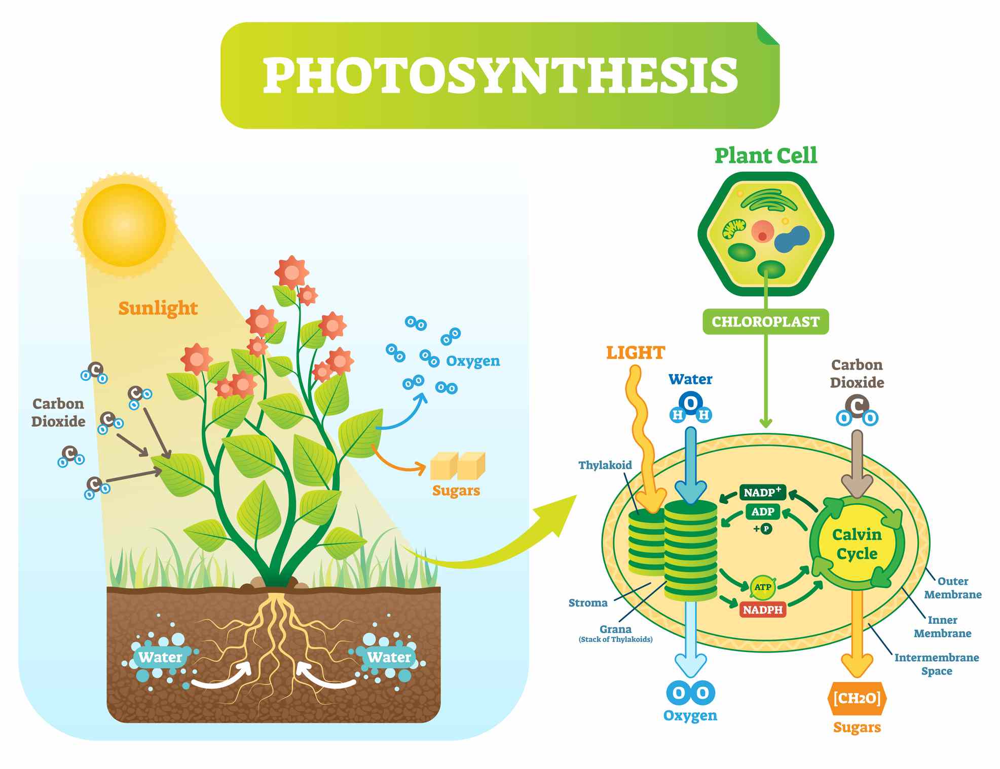 cellular-respiration-and-photosynthesis-mind-map