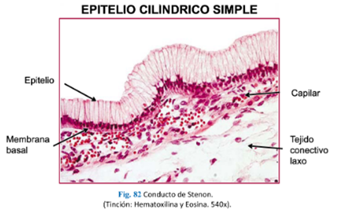 Tejido epitelial - Mind Map