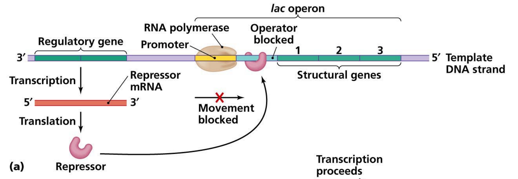 MAPA MODELO OPERÓN - Mind Map