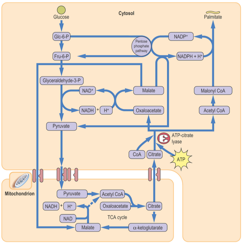 Biosintesis Mapa Conceptual - jlibalwsap