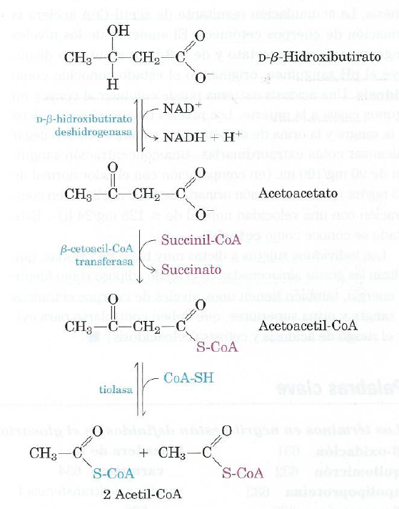 CUERPOS CETÓNICOS - Mind Map