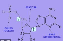 Nucleótidos - Mind Map