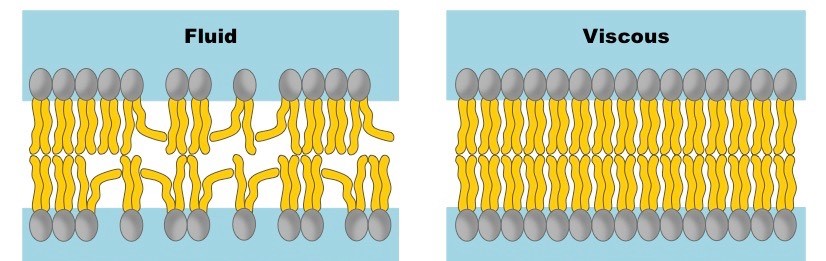 The Cell Membrane - Mind Map