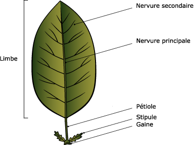la feuille - Mind Map