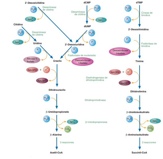 Nucleótidos - Mind Map