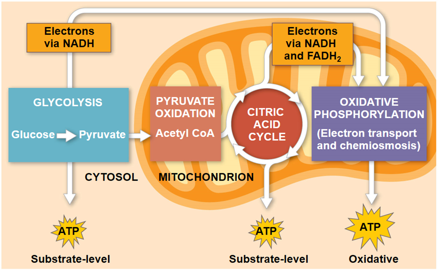 Cell Structures and Functions - Mind Map