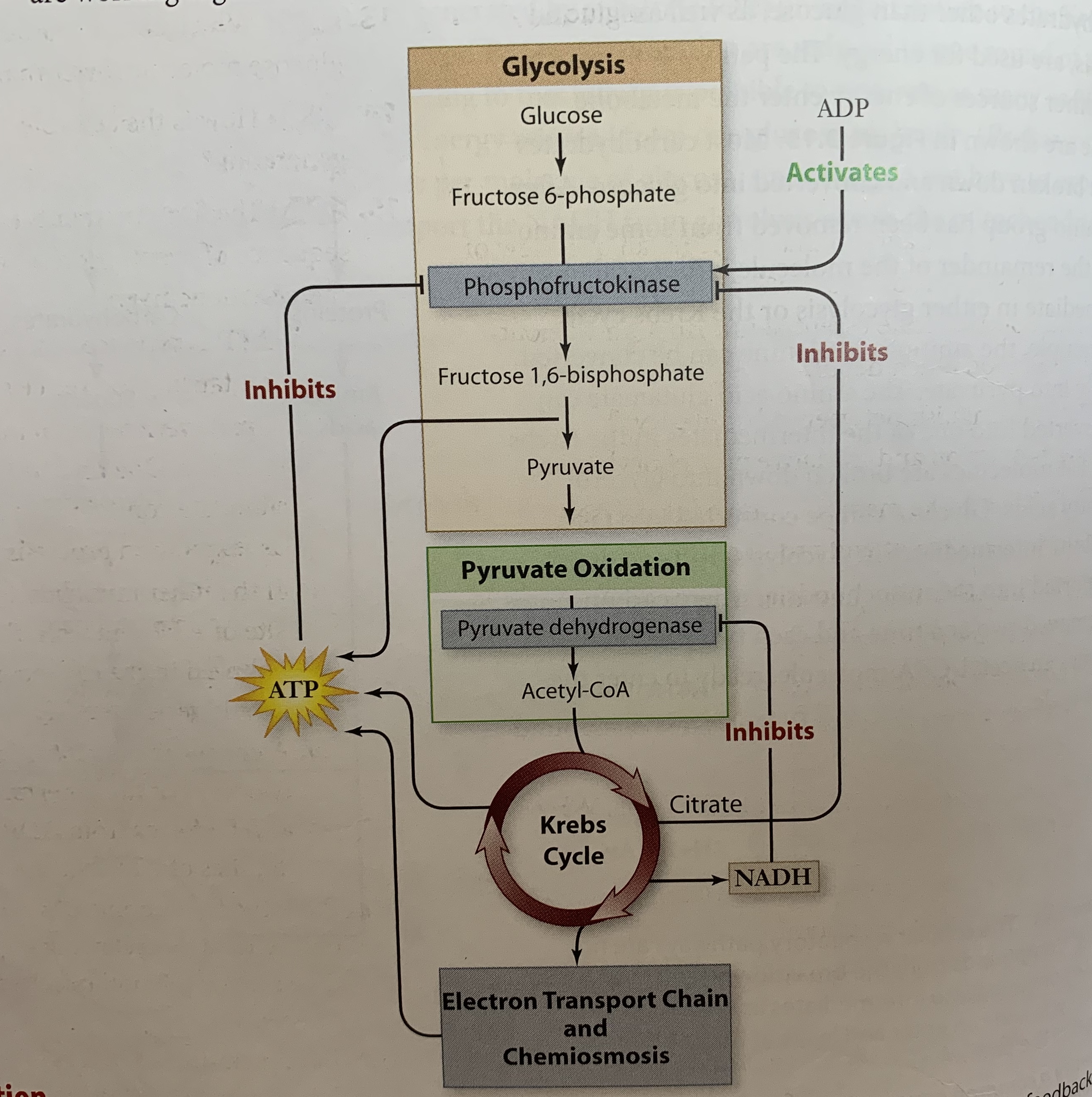 Cellular Respiration And Photosynthesis Concept Map