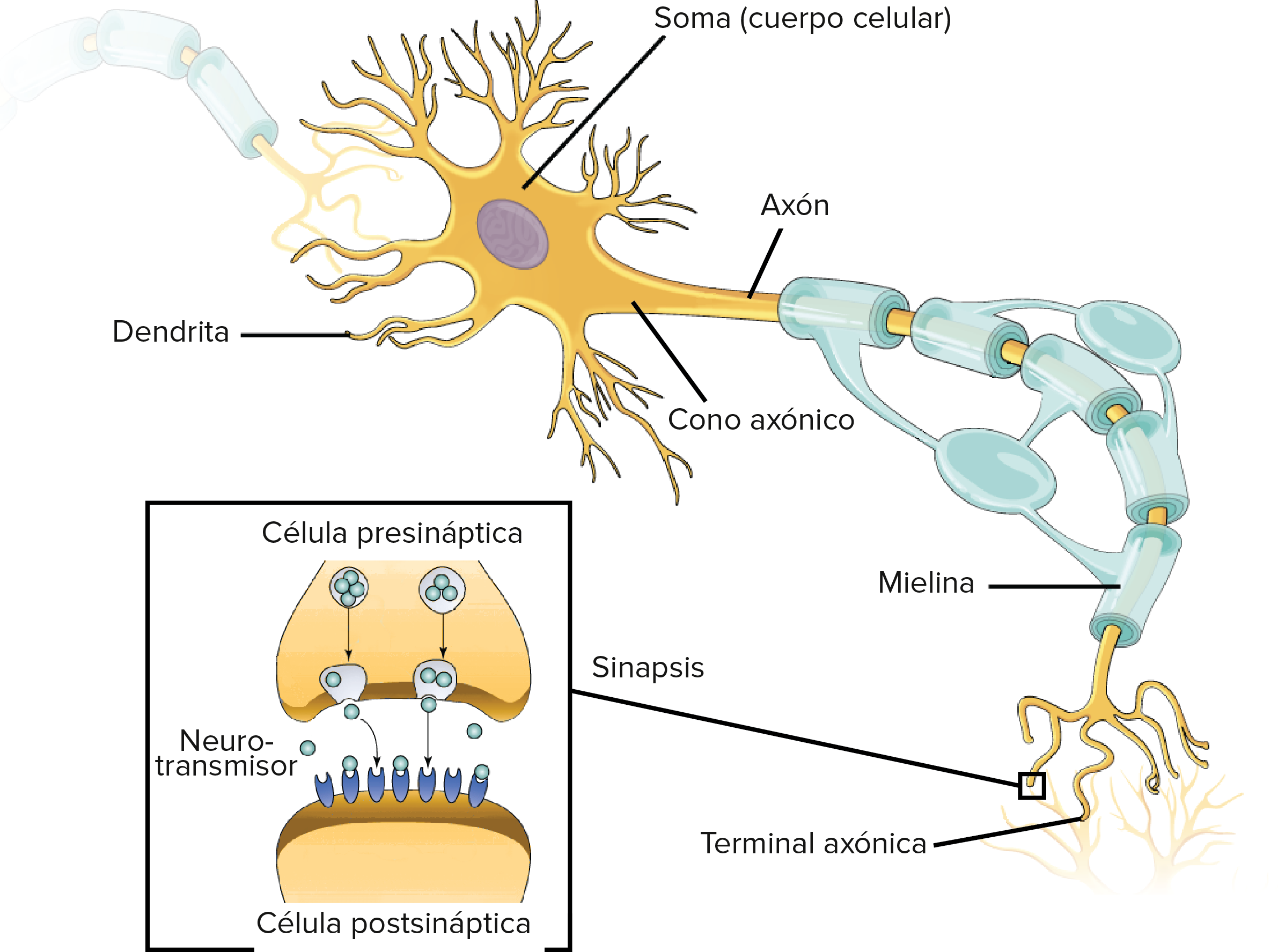 Tejido Nervioso y Células Gliales.estructu...- Mind Map