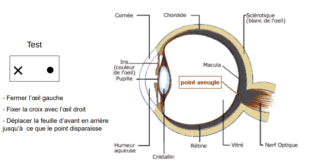 La vision - Mind Map