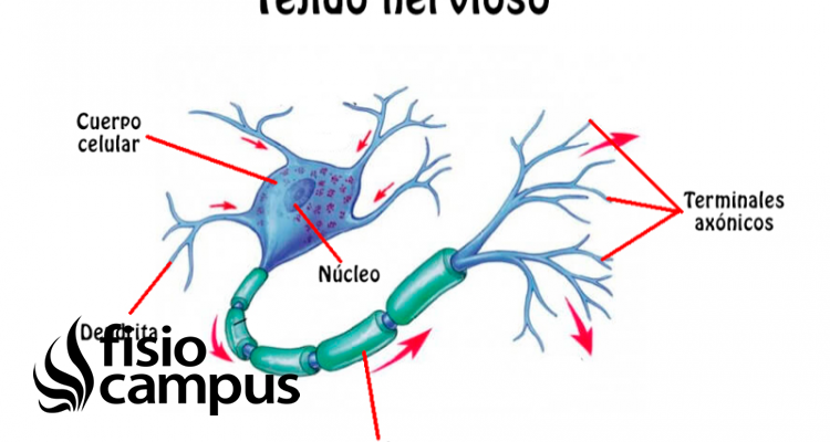 Tejido Nervioso y Células Gliales.estructu...- Mind Map