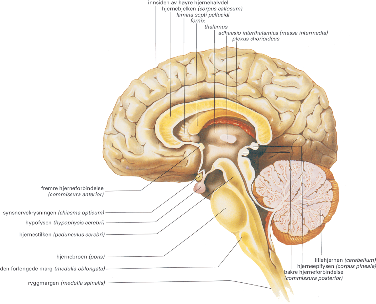 Nervesystemet - Mind Map