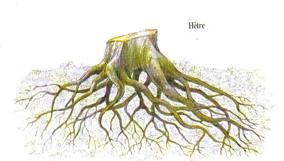 La racine - Mind Map