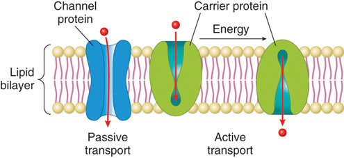 Cell Transport - Mind Map