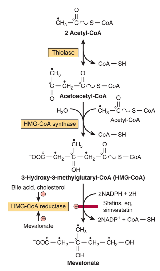 Biosintesis Mapa Conceptual - jlibalwsap