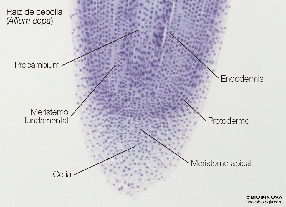Asignación TEJIDOS VEGETALES - Mind Map