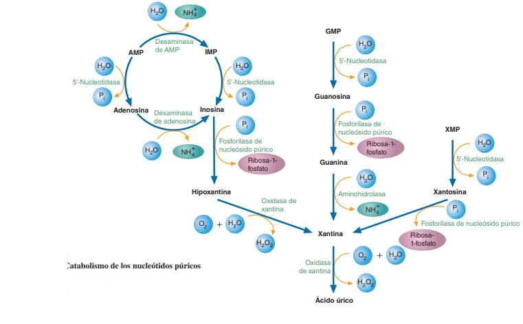 Nucleótidos - Mind Map