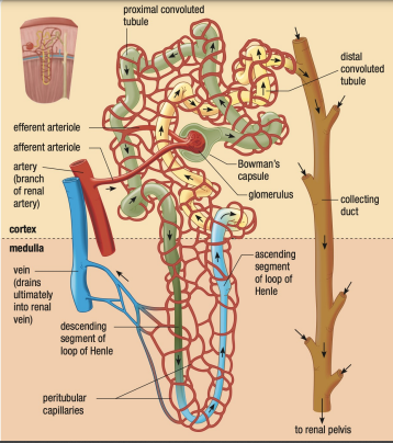 Excretory System - Mind Map
