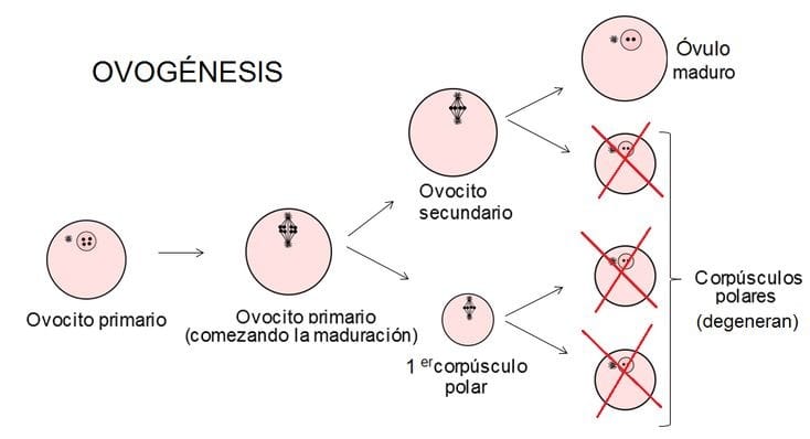 REPRODUCCION CELULAR - Mind Map