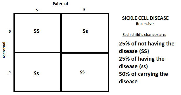 Sickle Cell Anemia Punnett Square