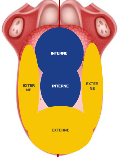 Analyse de la langue - Mind Map