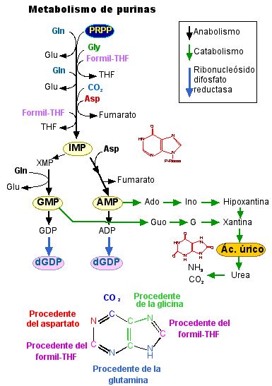 Nucleótidos - Mind Map