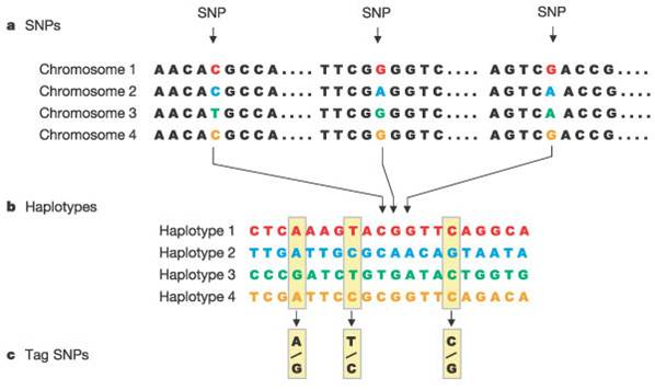 Genetics - Mind Map