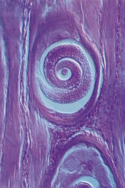 BESKRALJEŽNJACI - Mind Map