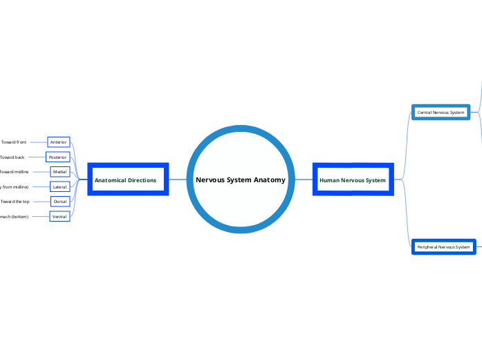 Nervous System Anatomy - Mind Map