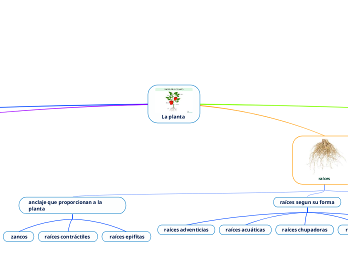 La planta - Mind Map