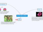 From Flower to Seed - Mind Map
