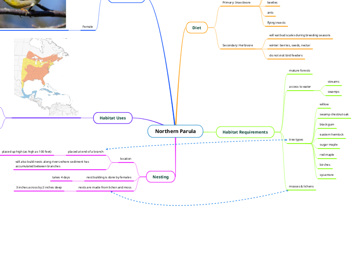 Northern Parula - Mind Map