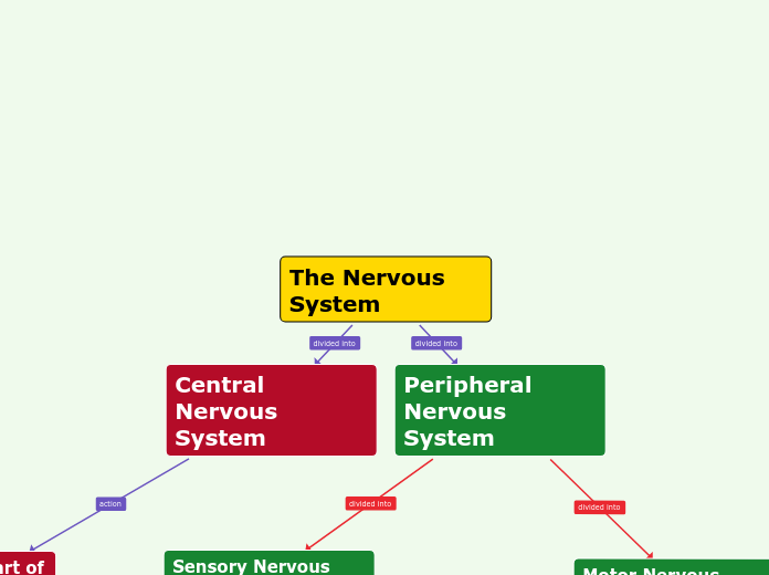 The Nervous System - Mind Map