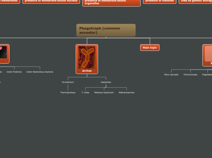 Organigram - Mind Map