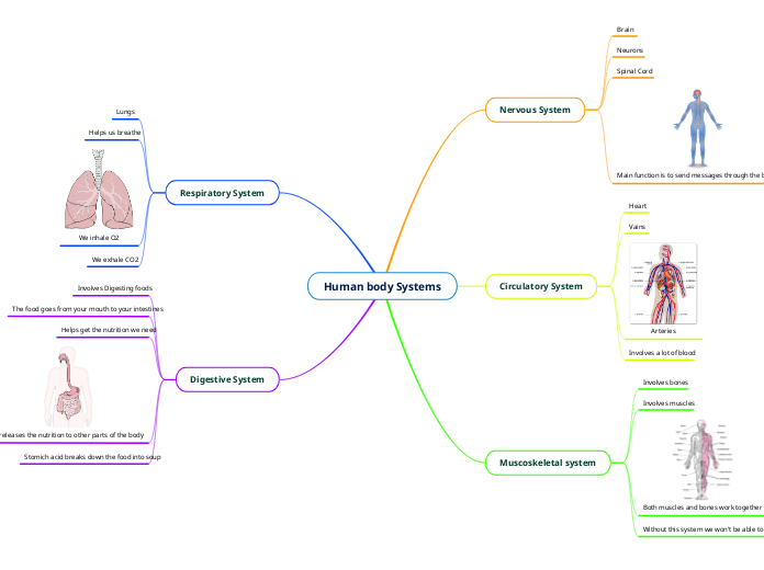 Human body Systems - Mind Map
