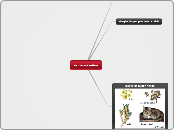 asma en niños - Mind Map