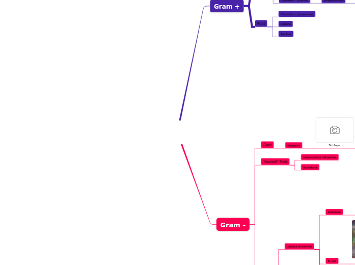 Common Bacteria - Mind Map