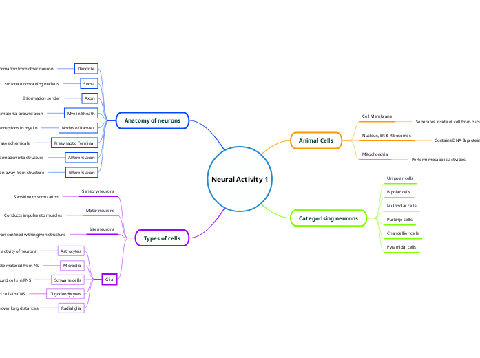 Neural Activity 1 - Mind Map