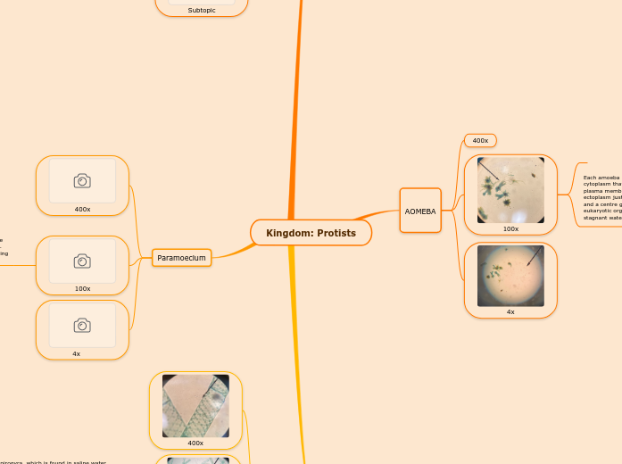 Kingdom: Protists - Mind Map